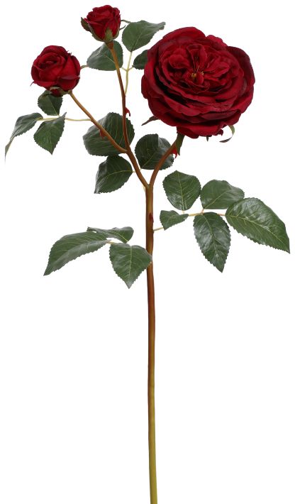 Cabbage Rose, Box of 12 - 23 Inches | Official Online Retail Store for ...